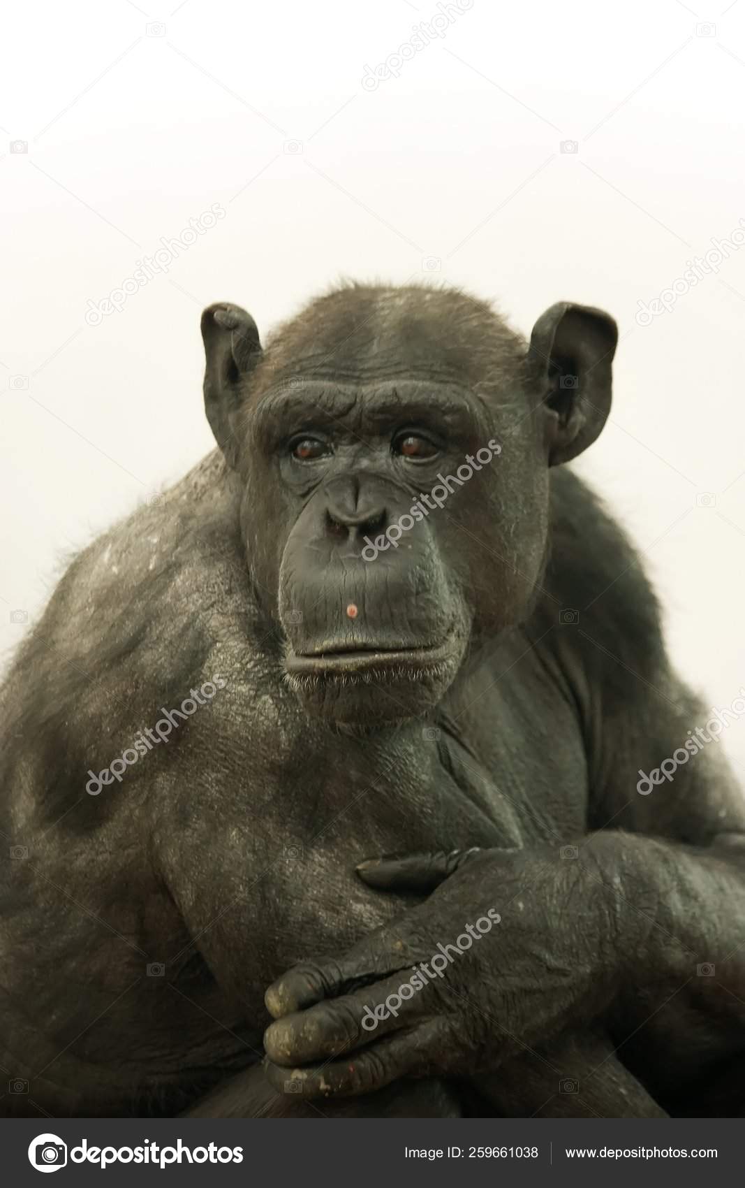 Ape Sits Thinks Einsteins Theory Relativity Stock Photo by ©YAYImages ...