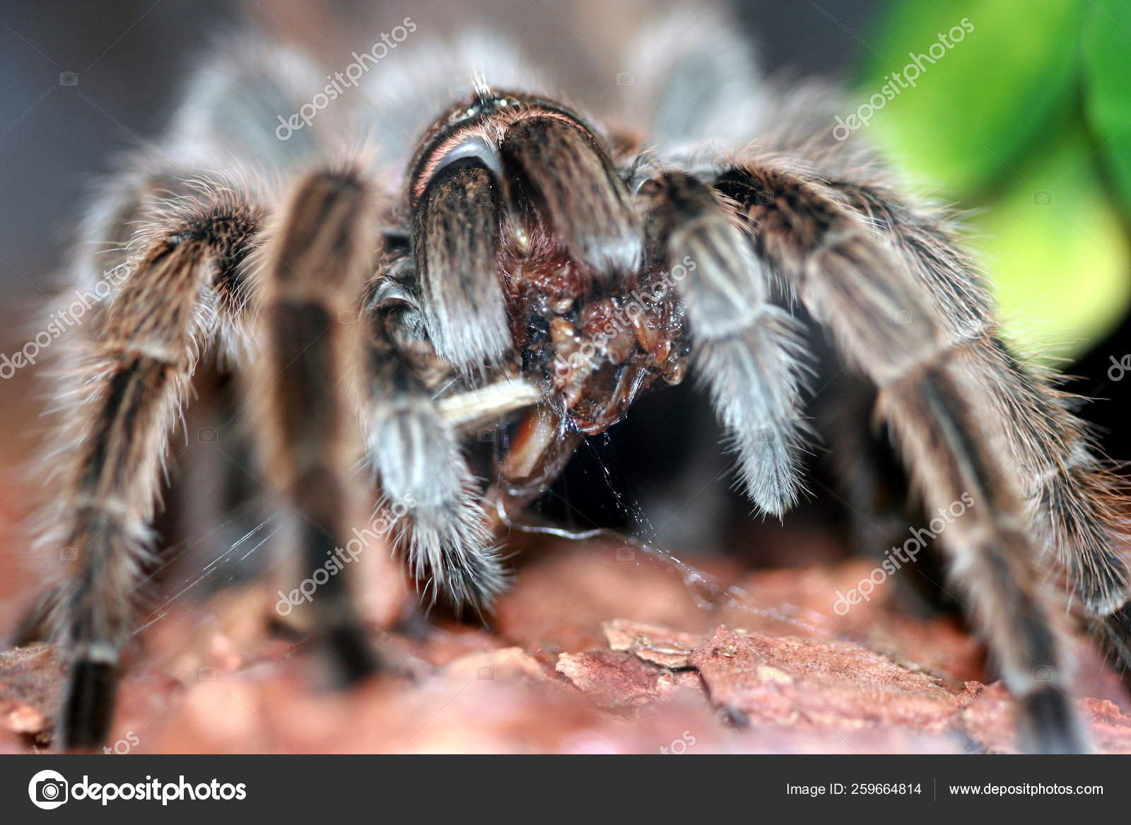 Tarantula Feeding