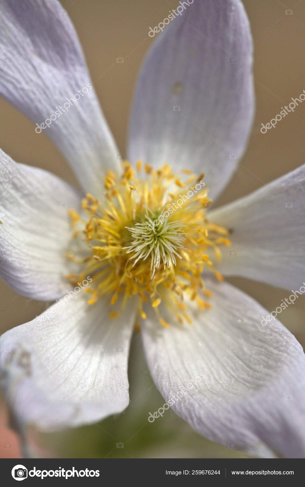 Pasque Flower Prairie Crocus Pulsatilla Patens Purplish Bell Shaped ...