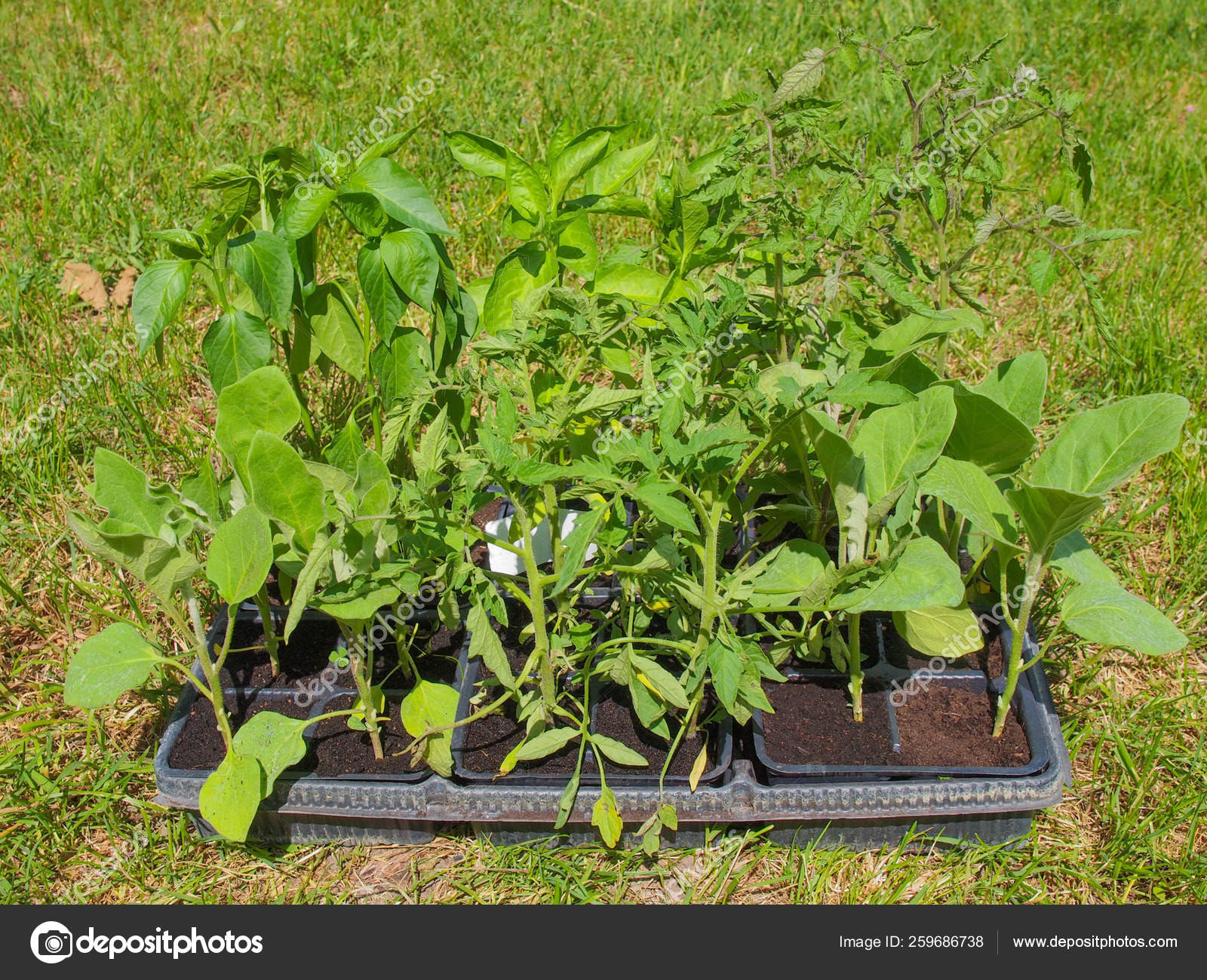 Plug Plants Small Seedlings Grown Trays — Stock Photo © YAYImages ...