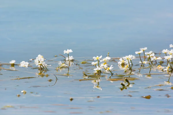 Common frogbit in water Stock Photos, Royalty Free Common frogbit in ...