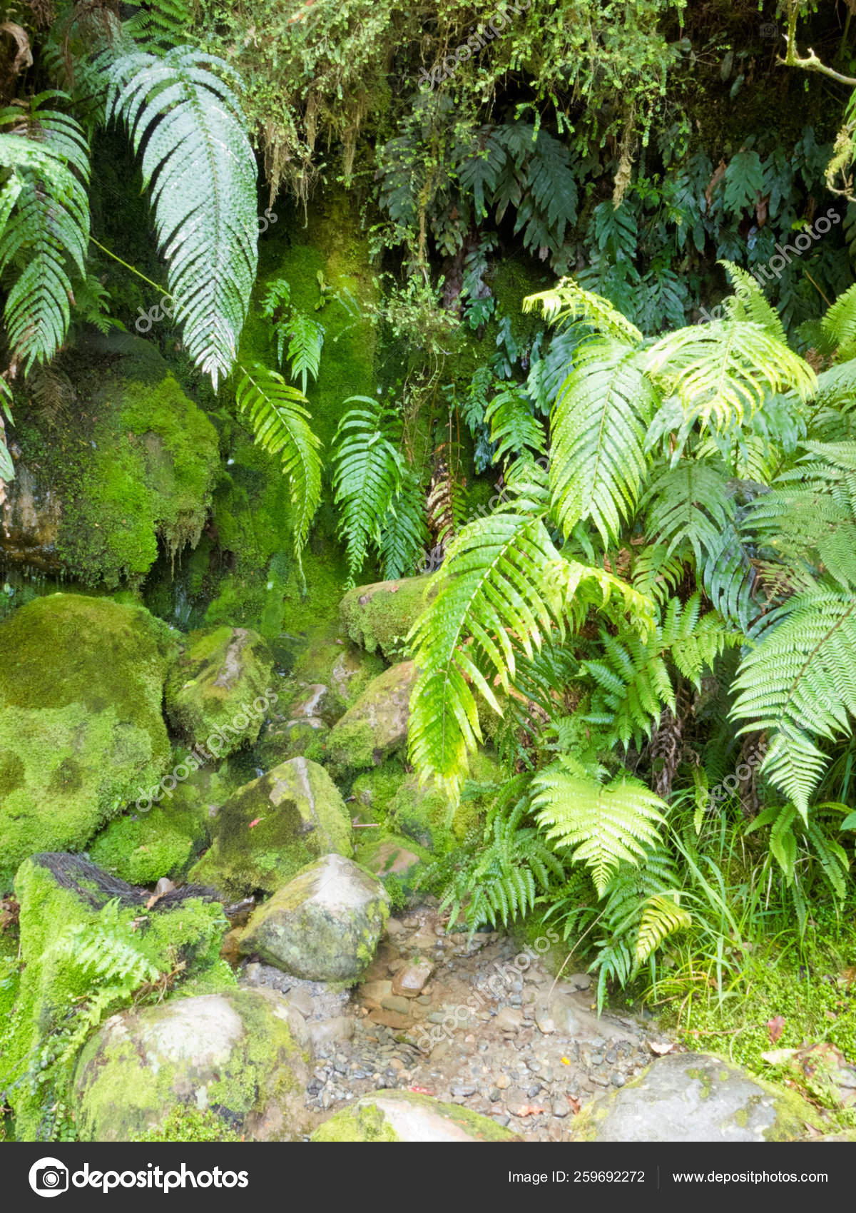 Environmental Background Spore Forming Plants Damp Green Mossy Rocks ...