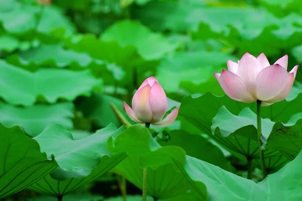 Gotas de cristal goteaban de una docena de brotes de loto en el lago ...