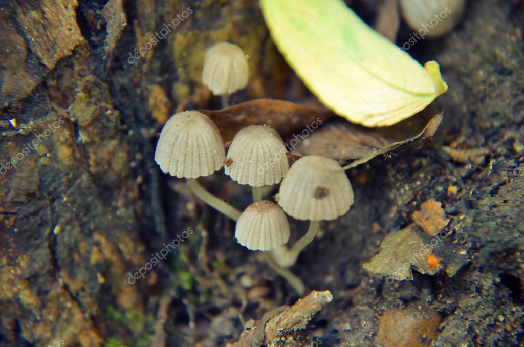 Peque os hongos blancos silvestres creciendo en el primer plano del ...