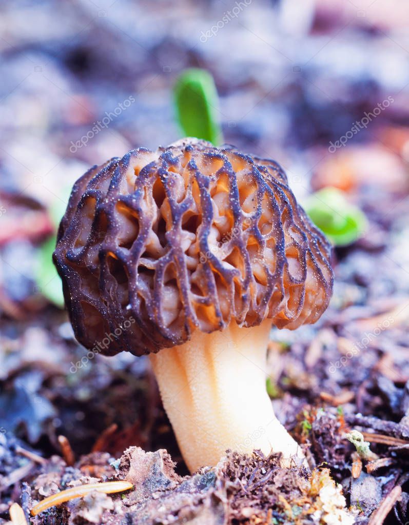 Morel Negro, Morchella elata, hongo hongo cuerpo de la fruta joven en ...