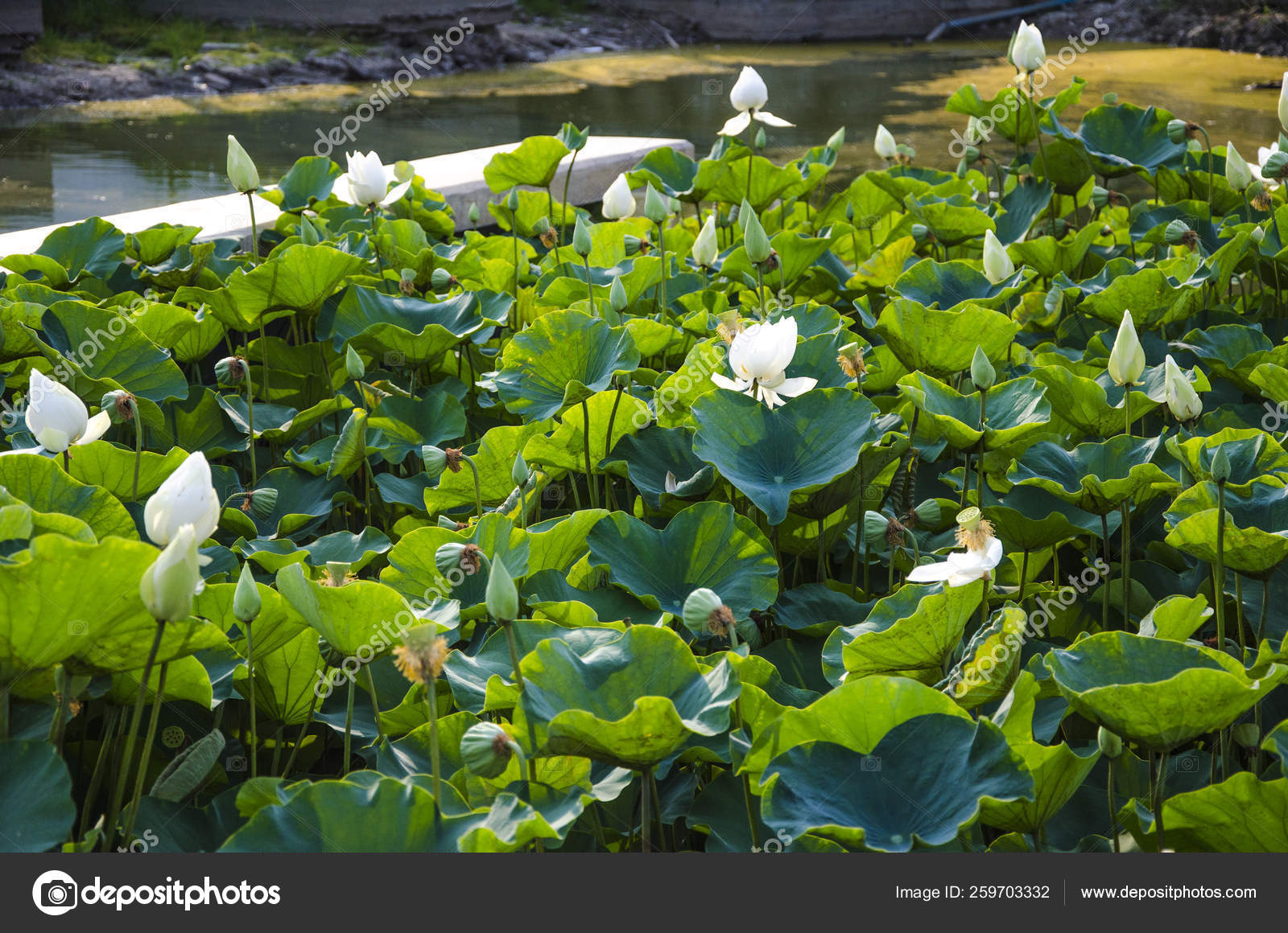 Bright Beautiful Roseum Plenum Lotus Flowers Sunshine Close Stock Photo ...