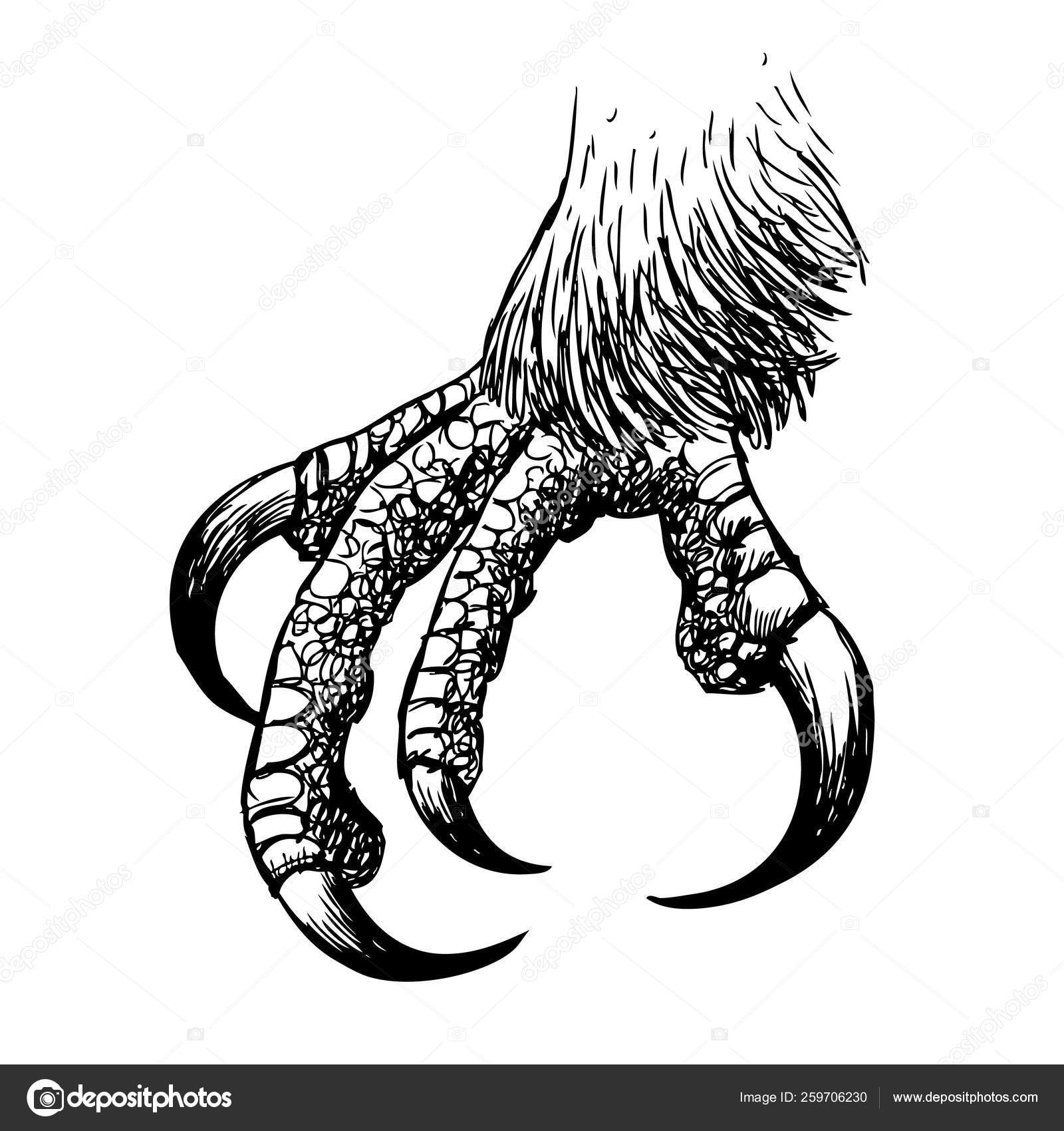 Freehand Sketch Illustration Eagle Claw Hawk Bird Doodle Hand Drawn ...