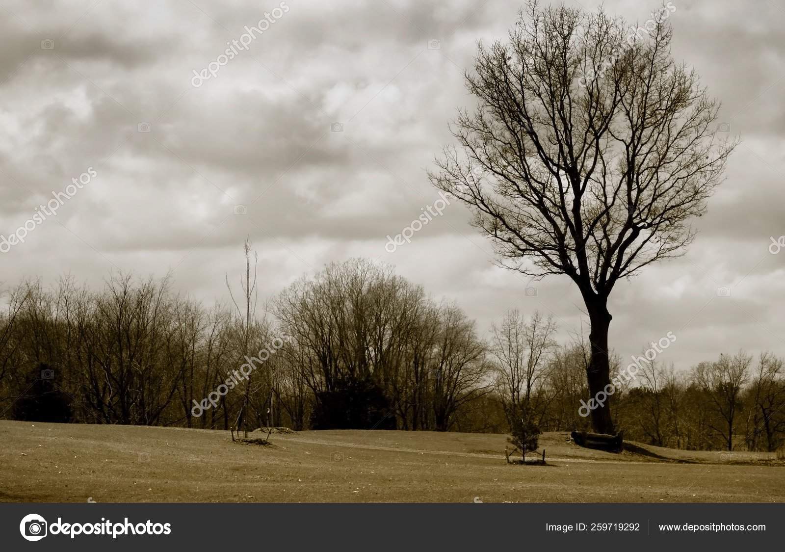 Sepia Tone Tree Background