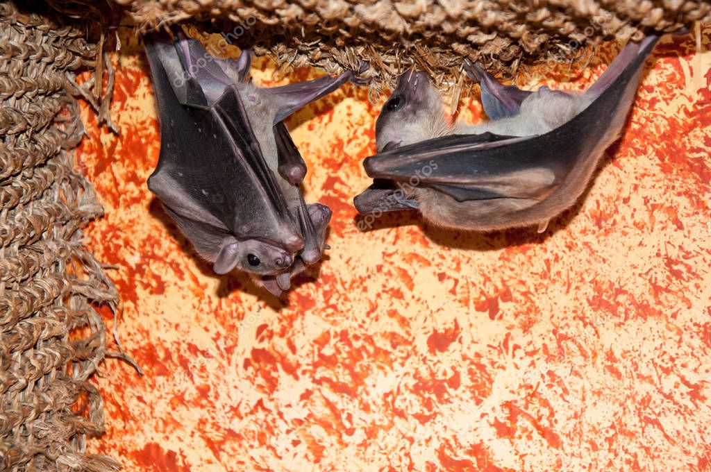 Perro volador egipcio o Pteropus del Nilo especies de murciélagos en la ...
