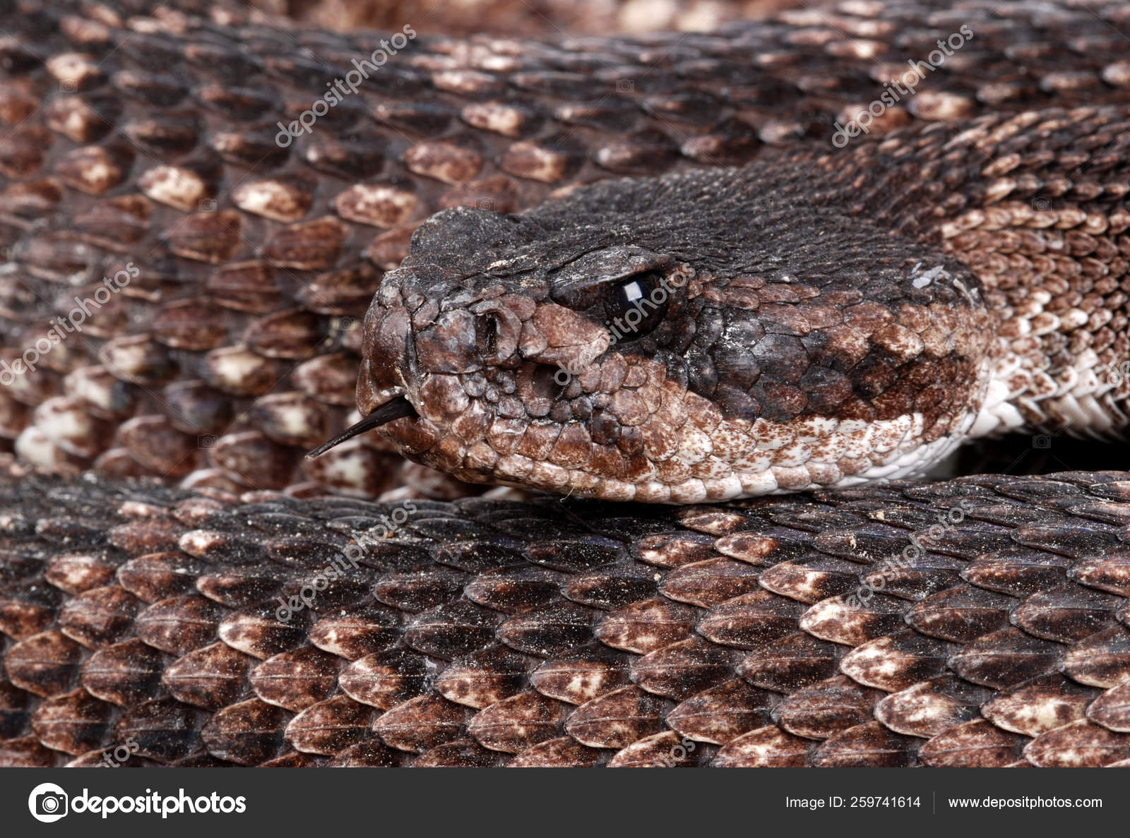 Southern Pacific Rattlesnake Crotalus Viridis Helleri — Stock Photo ...