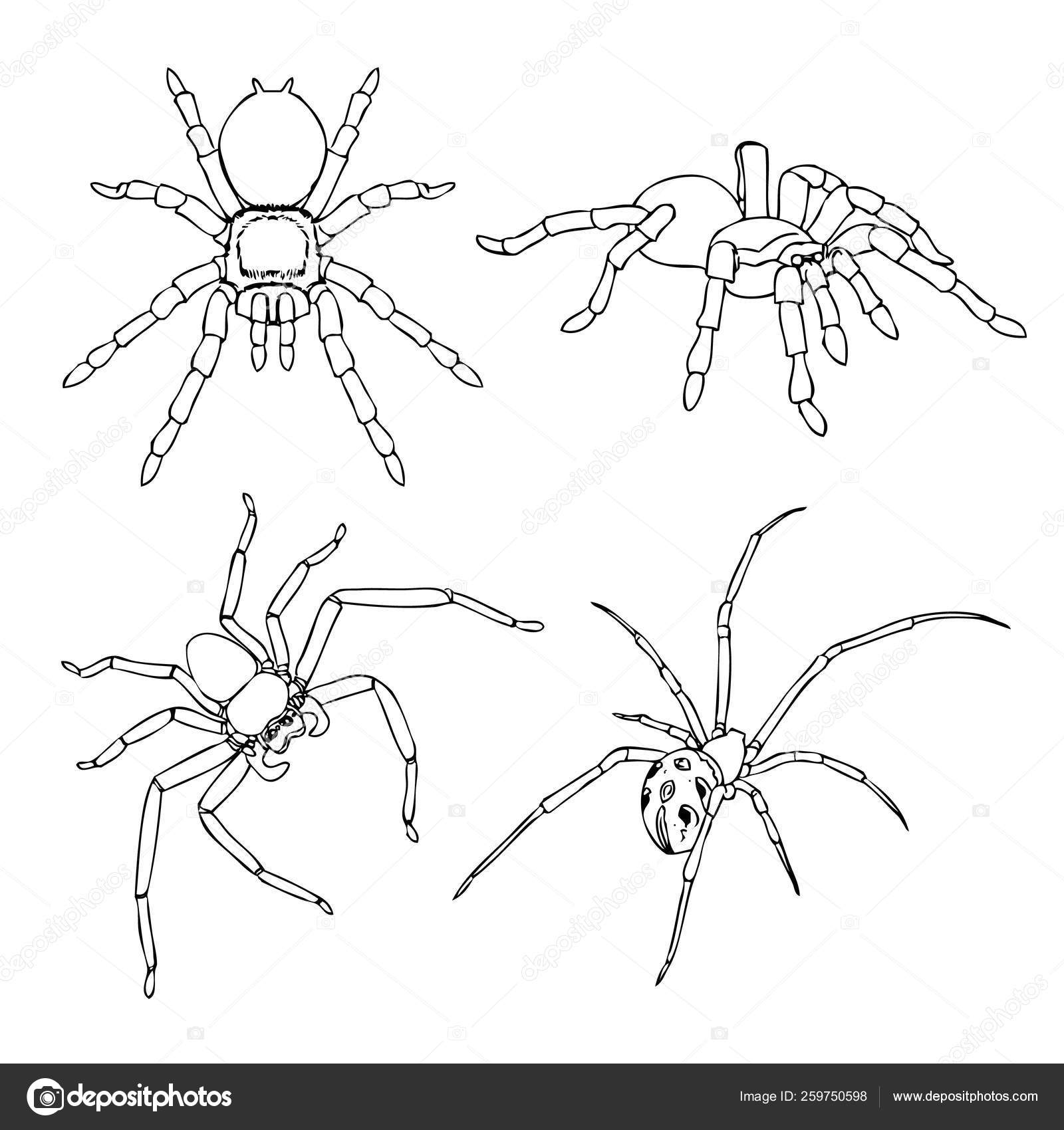 Spider Outline