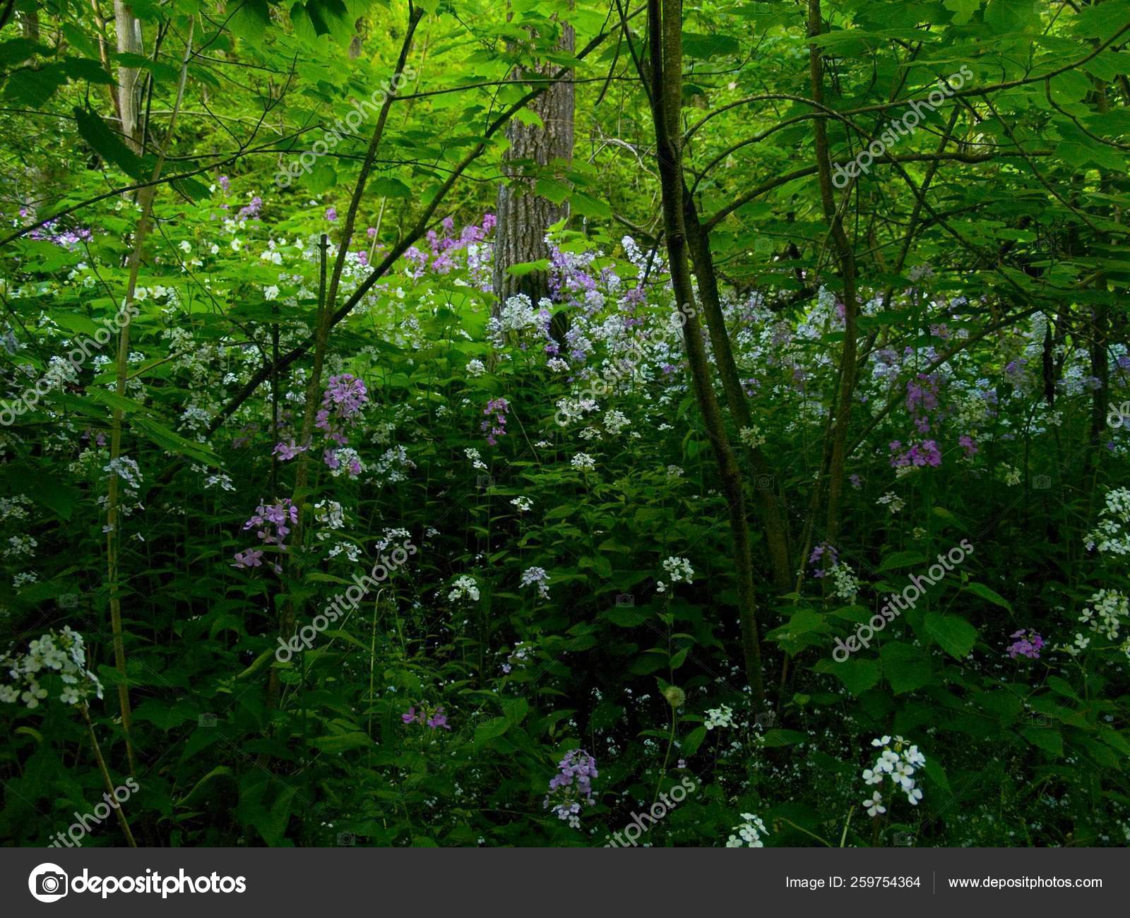 Wildflowers Growing Deep Lush Forest — Stock Photo © YAYImages #259754364