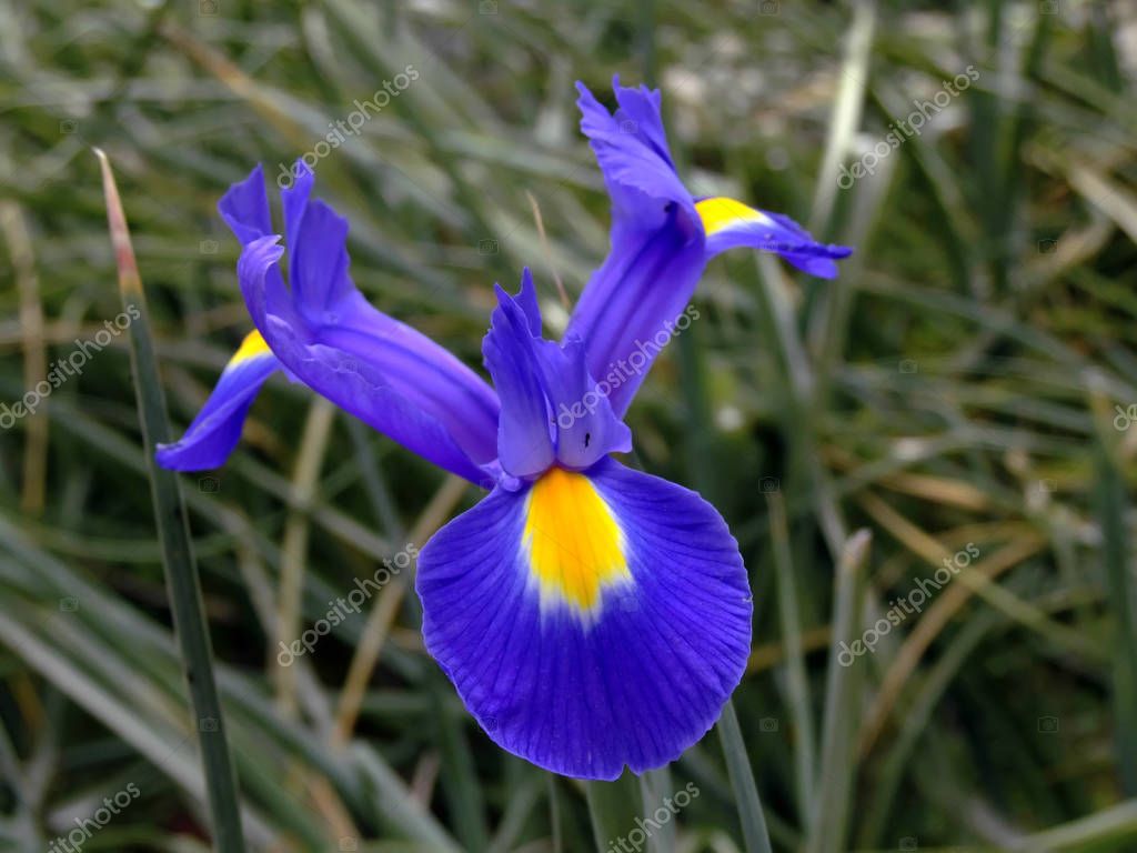 Flora Series - Imágenes que representan varios tipos de flores ...