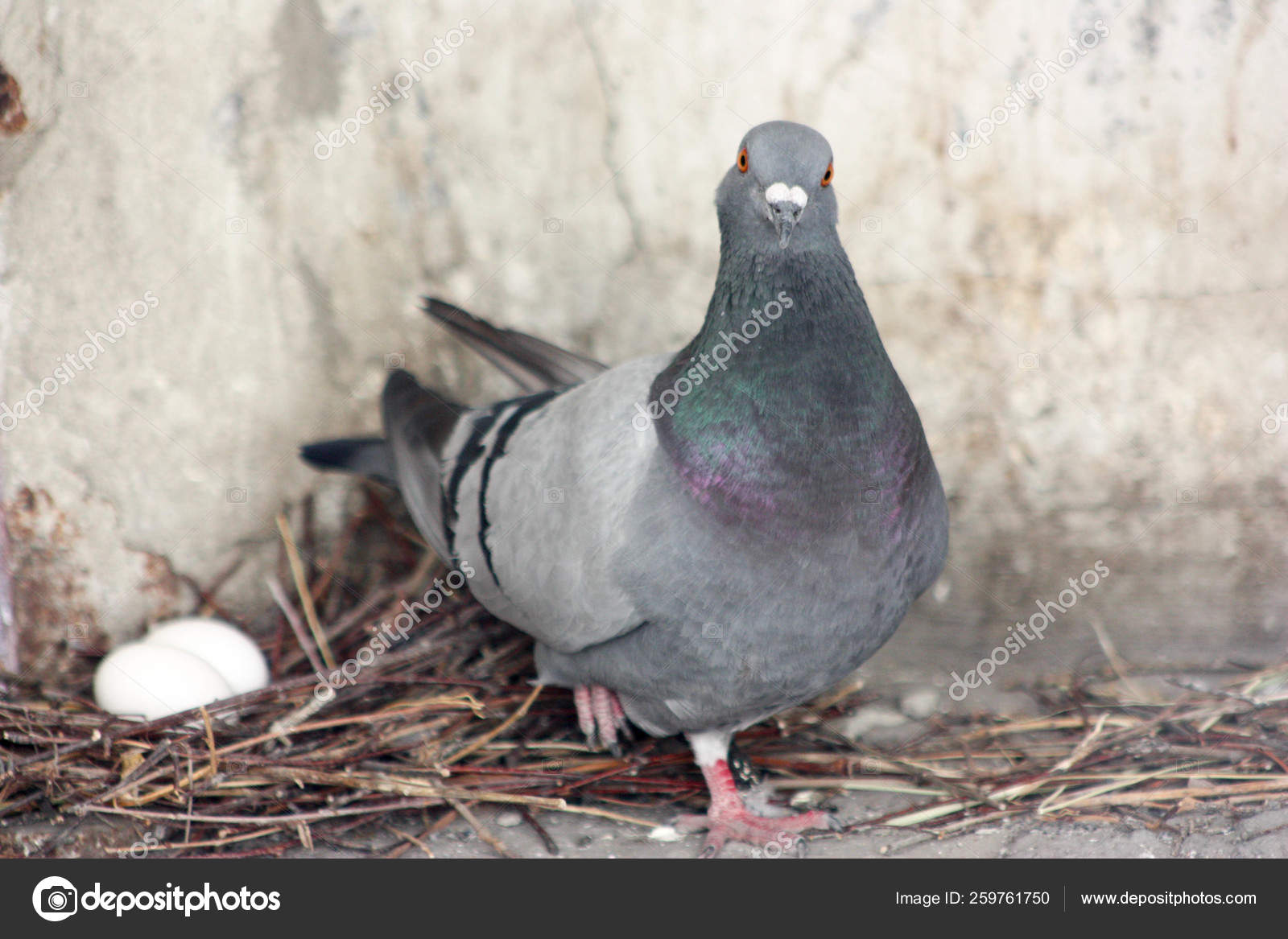 Dove Hatching Eggs Nest Branches Photo Your Design — Stock Photo ...