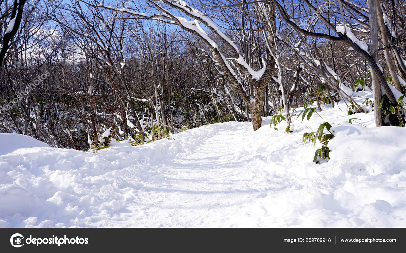 Snow Walkway Forest Noboribetsu Onsen Snow Winter National Park ...