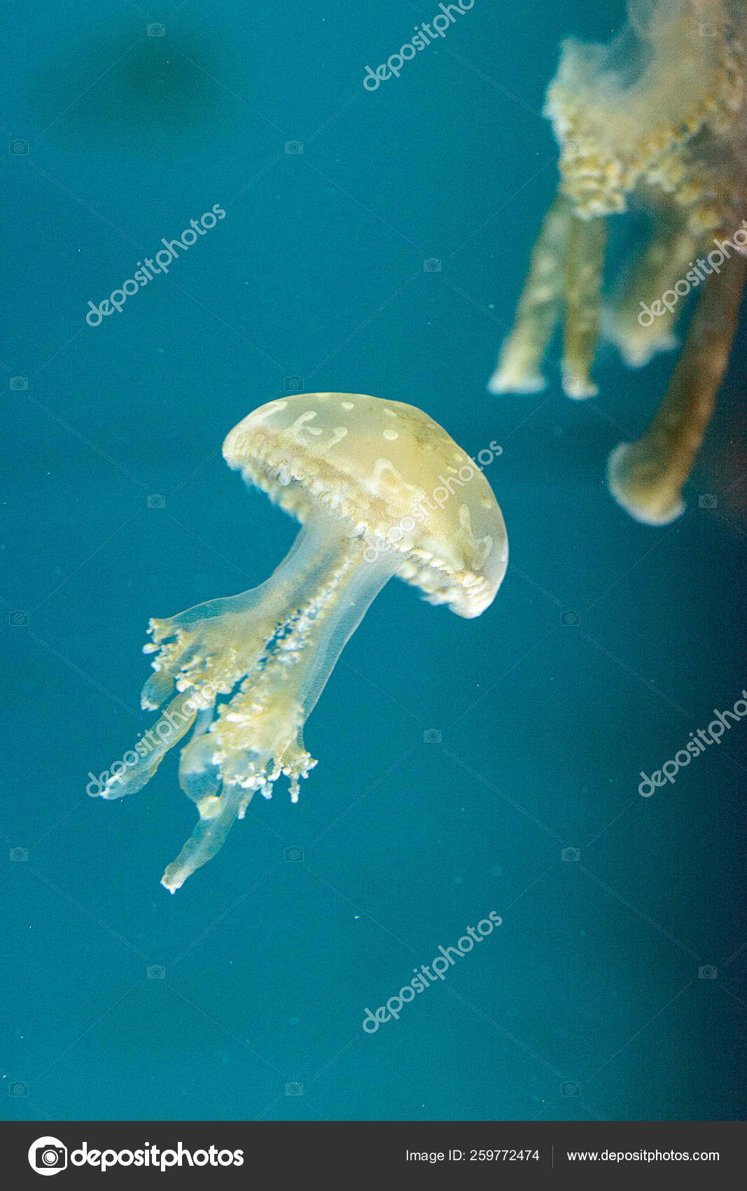 Golden Jelly Phyllorhiza Punctata Also Known Floating Bell White ...