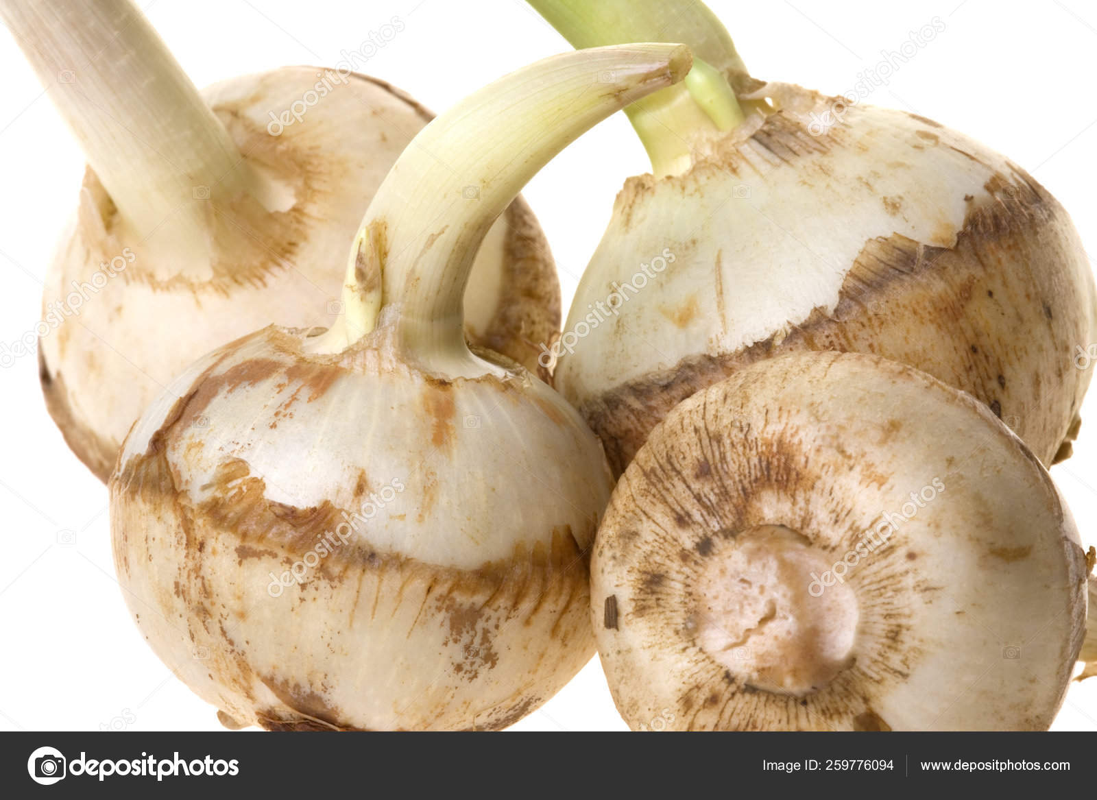 Isolated Image China Arrowheads Ngaku Also Known Chinese Potatoes Swamp ...