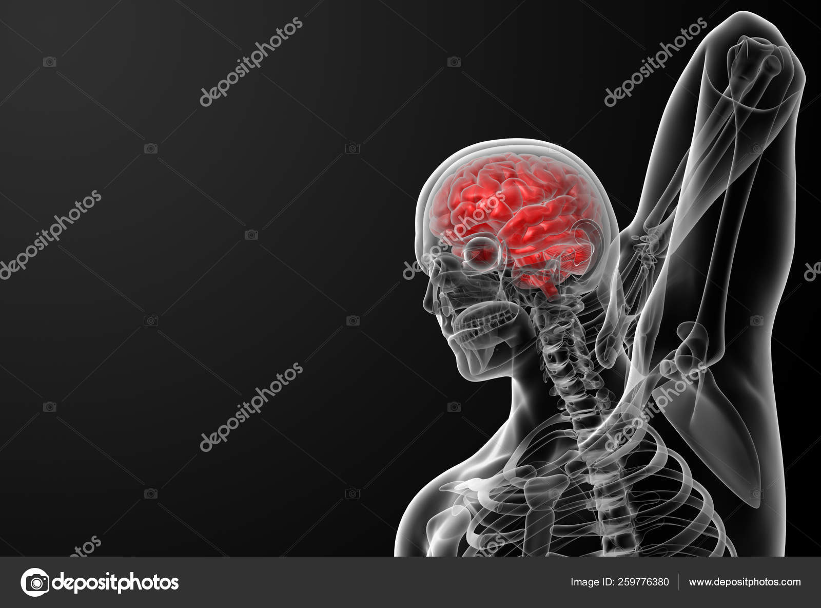 Render Human Brain Anatomy Front View — Stock Photo © YAYImages #259776380