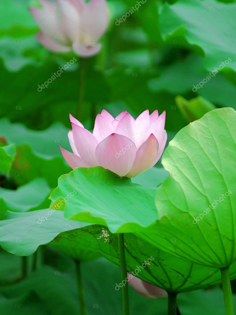 Gotas de cristal goteaban de una docena de brotes de loto en el lago ...