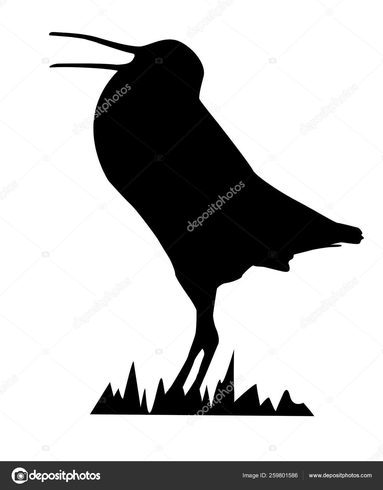 Drawing Snipe Isolated White Background Stock Photo by ©YAYImages 259801586