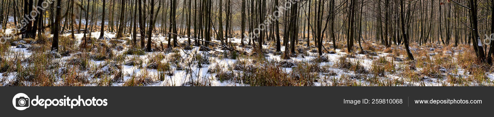 Photo Shows Alder Swamp Forest Winter Panorama — Stock Photo ...