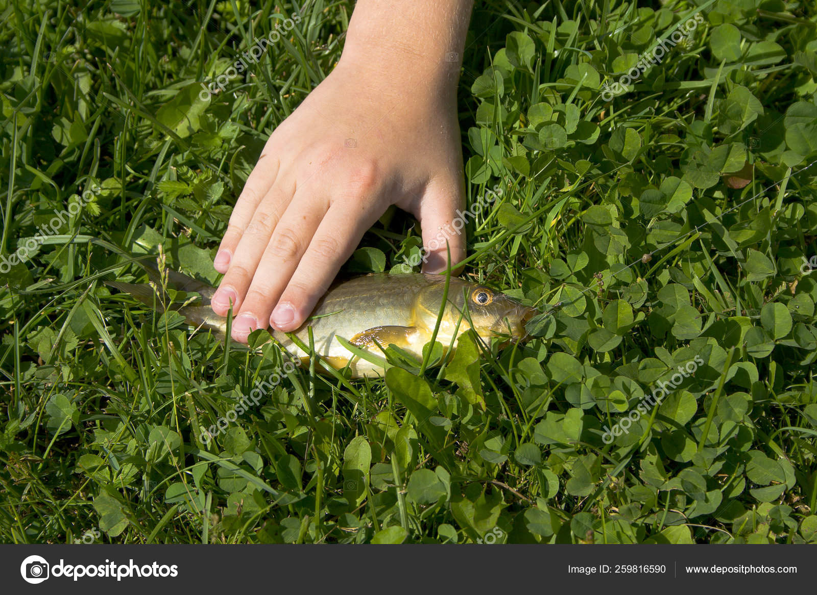 Fish Grass Stock Photo by ©YAYImages 259816590