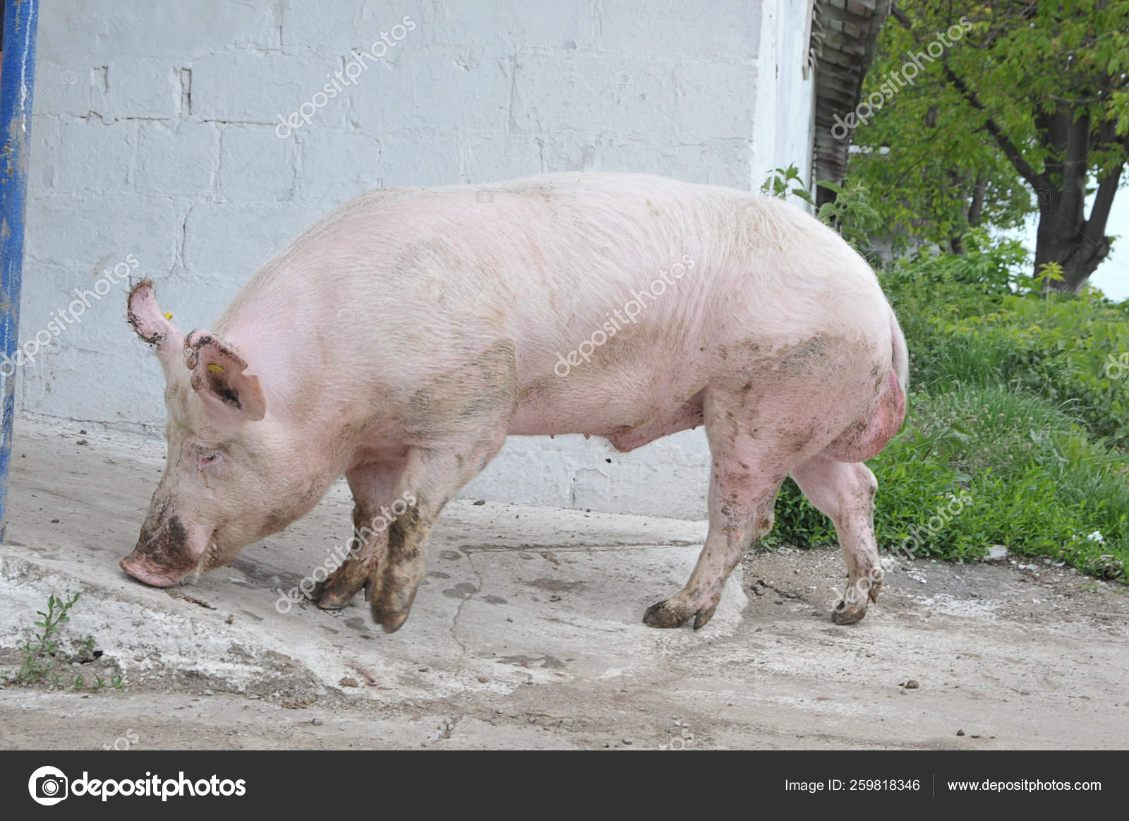 Male Hog Breeds Great White Walk Stock Photo by ©YAYImages 259818346