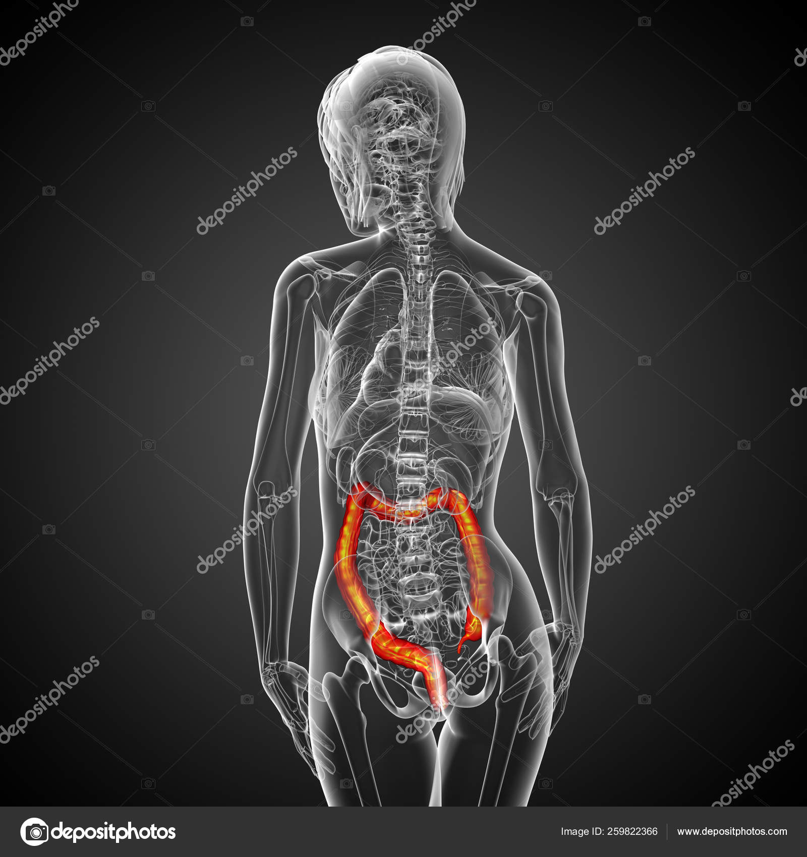 Human Digestive System Large Intestine Back View Stock Photo by ...