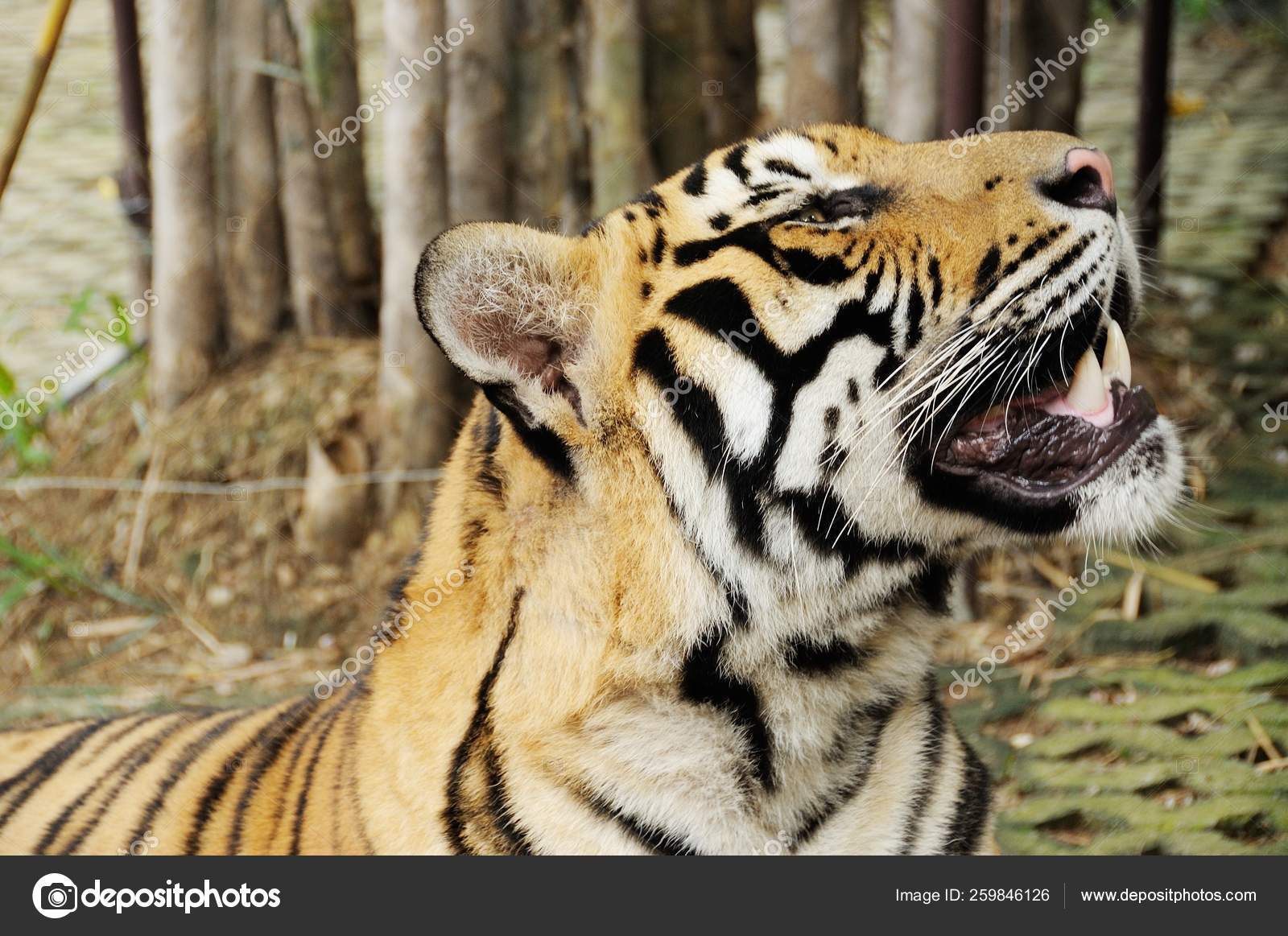Tiger House Stock Photo by ©YAYImages 259846126