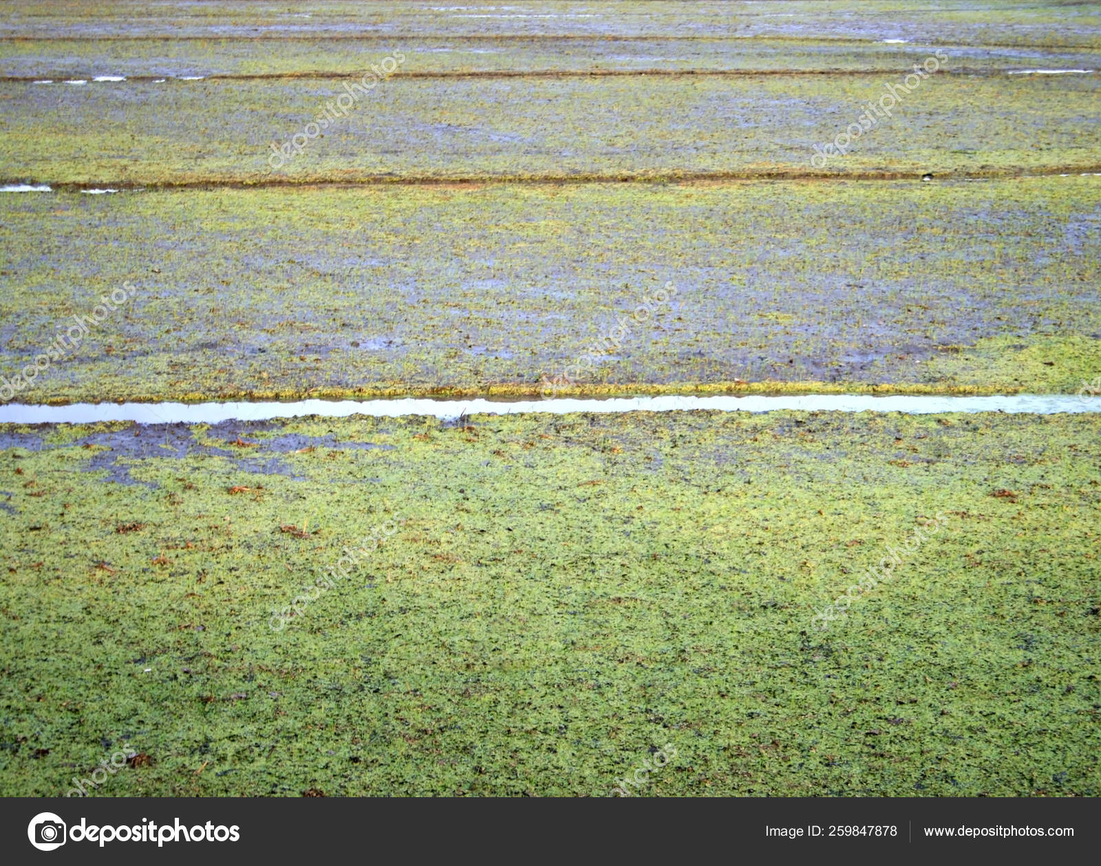 Rice Field Cornfield Background Stock Photo by ©YAYImages 259847878