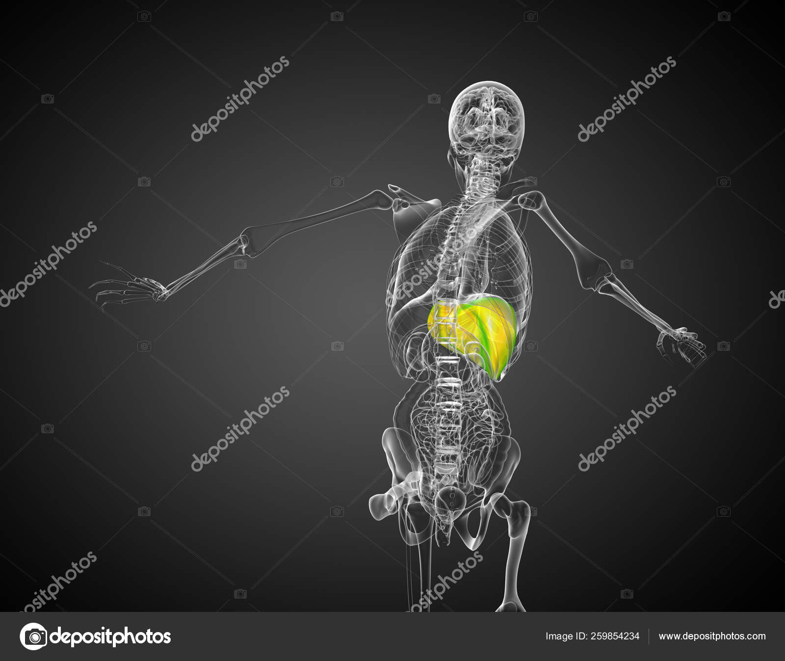 Render Medical Illustration Liver Back View Stock Photo by ©YAYImages ...