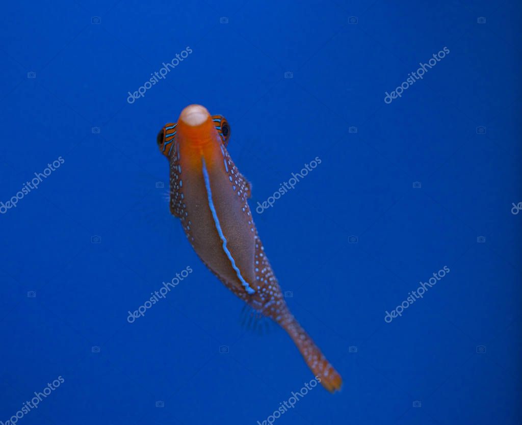 animal tropical en un acuario acuario acuático de agua salada. La luz ...