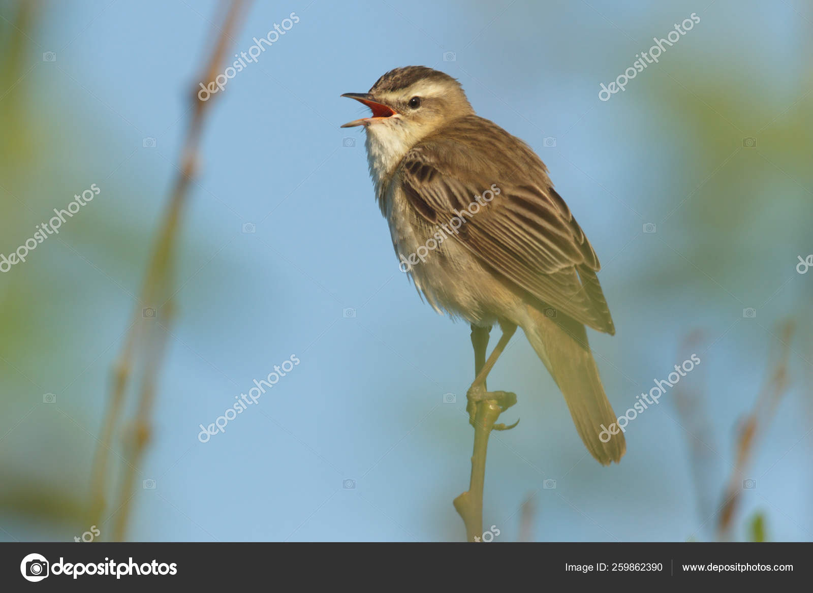 Wild Bird Natural Habitat Nature Series Stock Photo by ©YAYImages 259862390