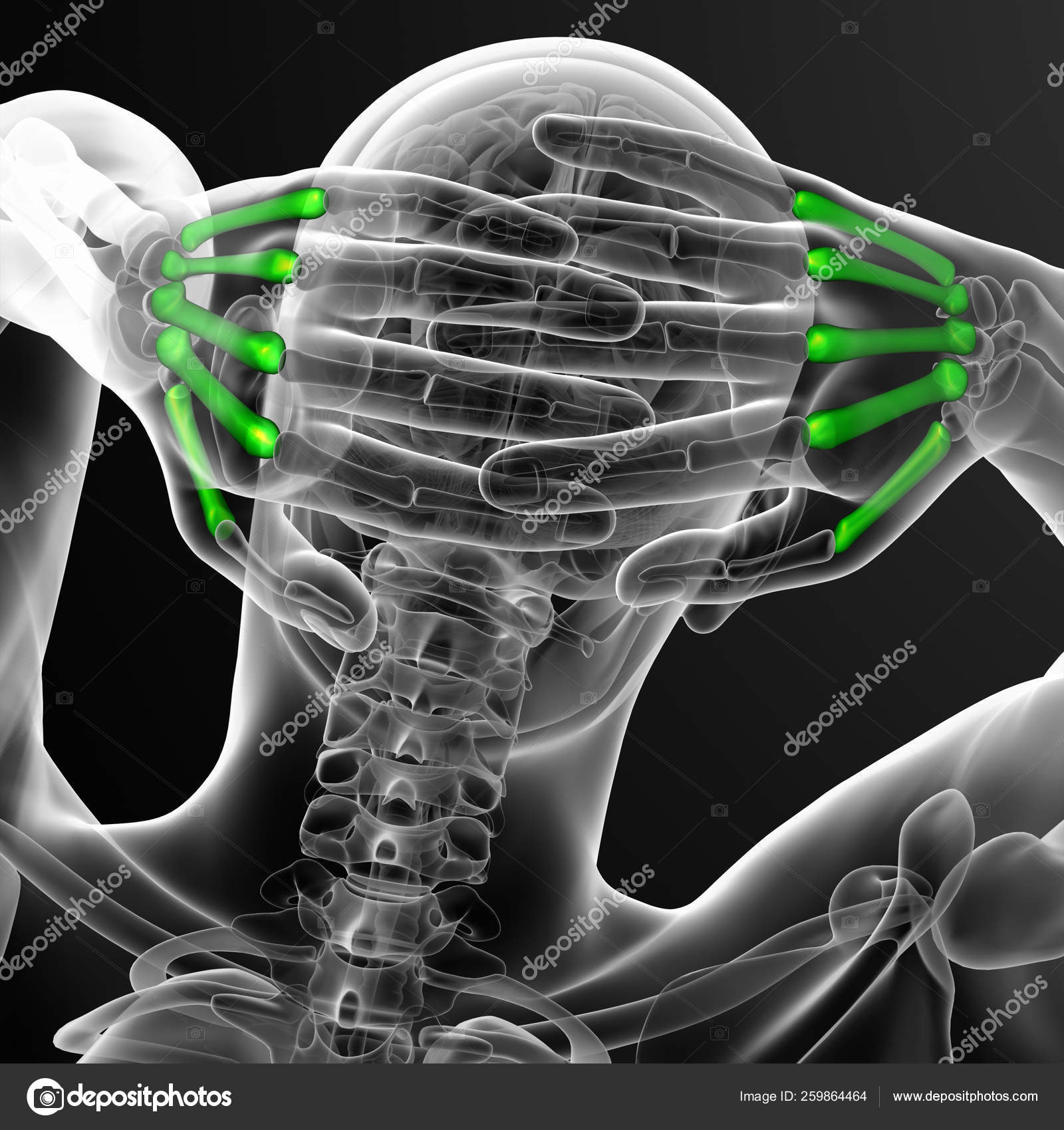 Render Medical Illustration Metacarpal Bone Back View Stock Photo by ...