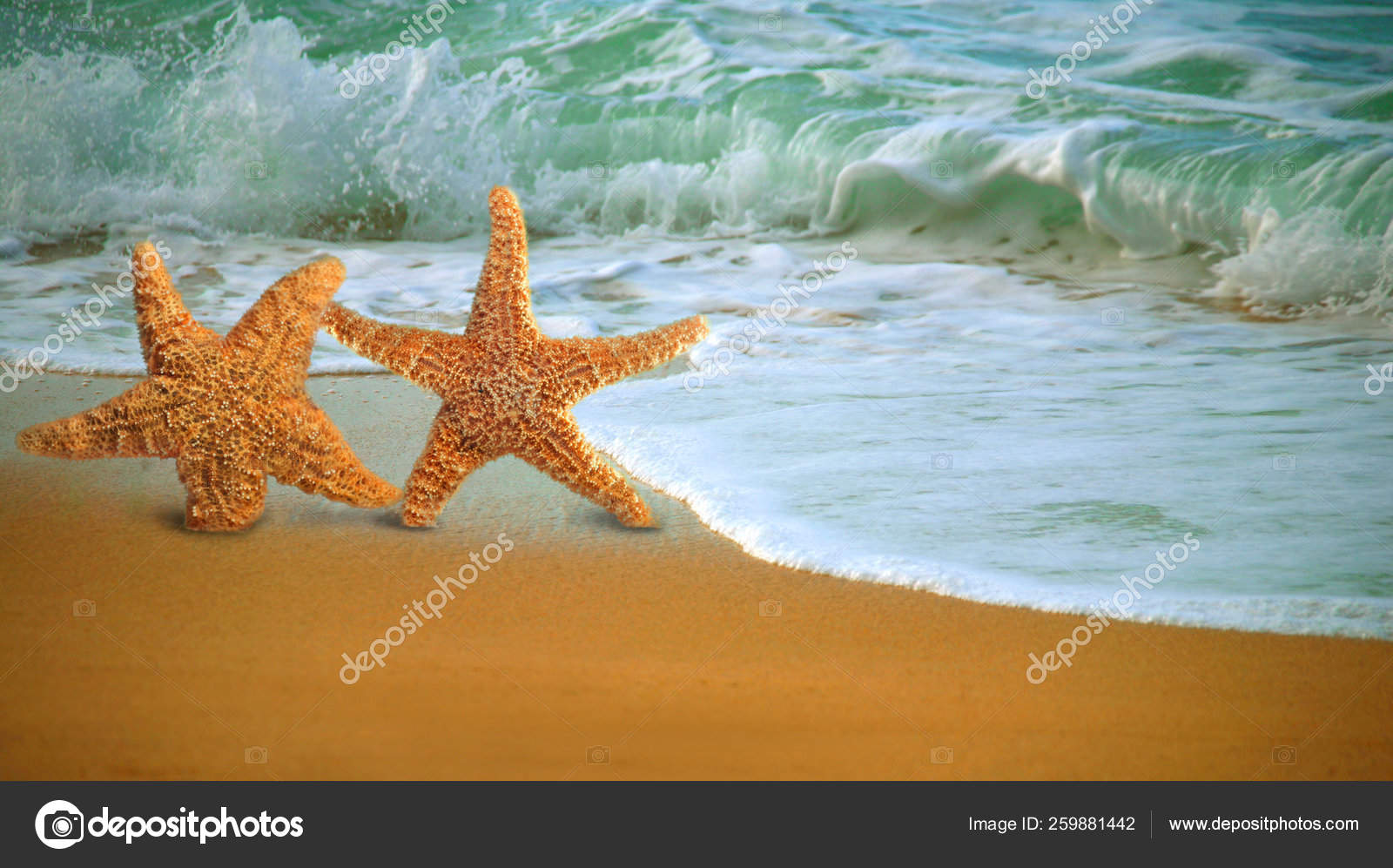 Adorable Star Fish Walking Beach Surf Stock Photo by ©YAYImages 259881442