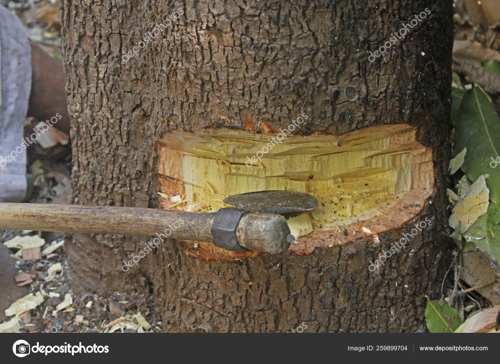 Cutting Tree Axe Stock Photo by ©YAYImages 259899704