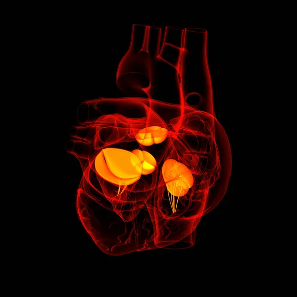 Human heart - anatomy — Stock Photo © maya2008 #33386795