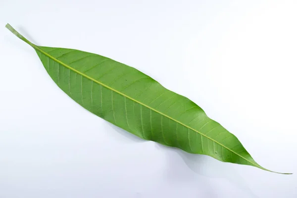Close Leaf Mango Tree Isolated White Background — Stock Photo ...