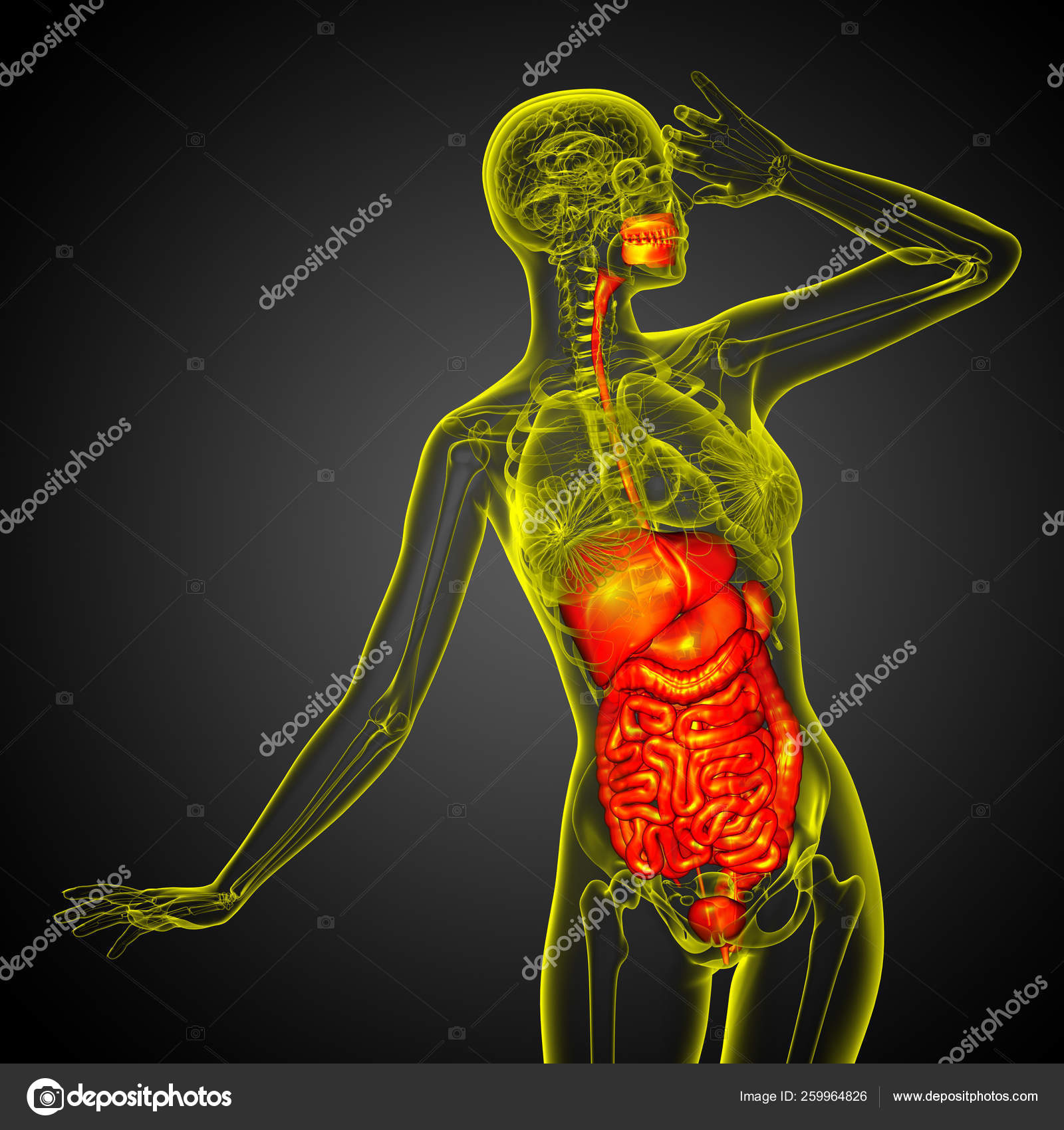 Render Medical Illustration Human Digestive System Front View Stock ...