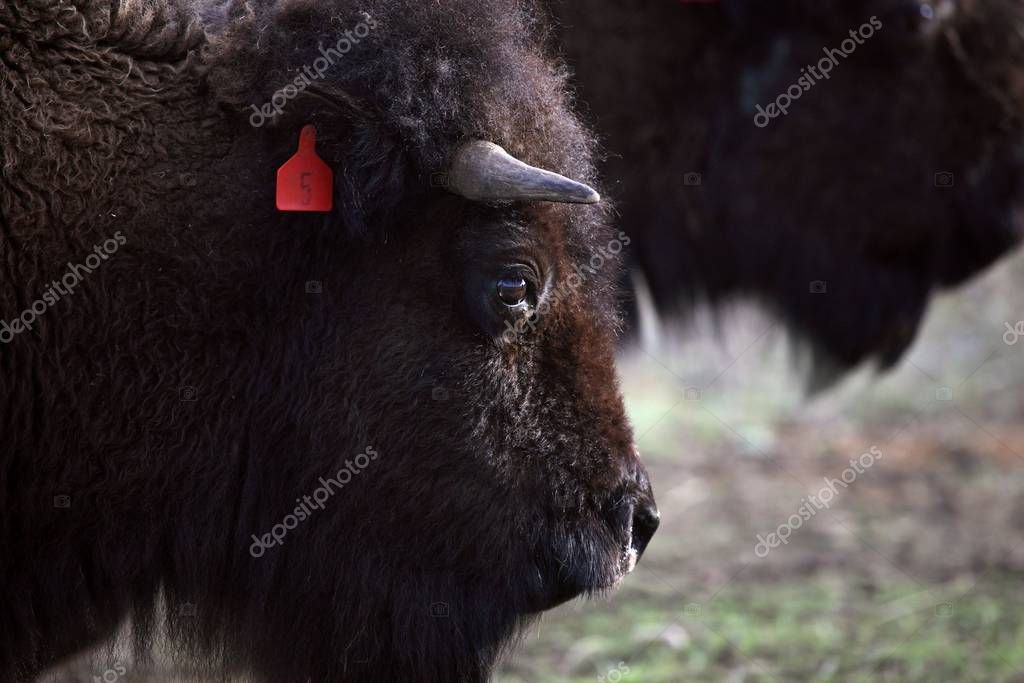 El bisonte americano (Bison bison athabascae) es un mamífero bovino que ...