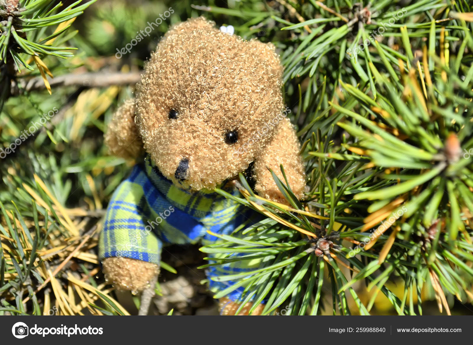 Teddy Bear Spruce Branches Stock Photo by ©YAYImages 259988840