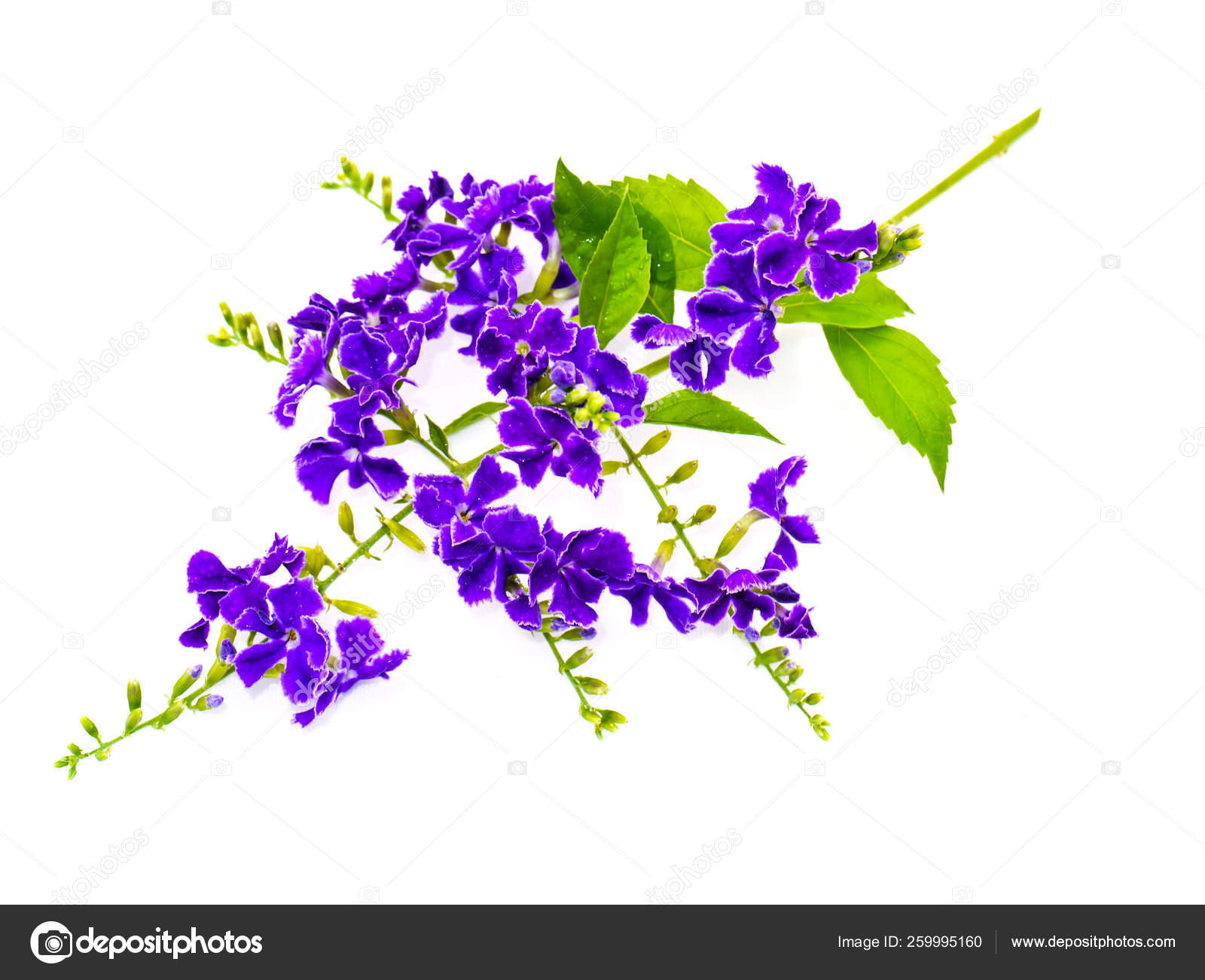 Violet Color Duranta Erecta Verbenaceae Stock Photo by ©YAYImages 259995160
