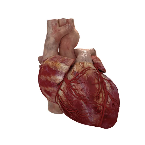 Human Heart Medical Background Stock Photo by ©YAYImages 262332646