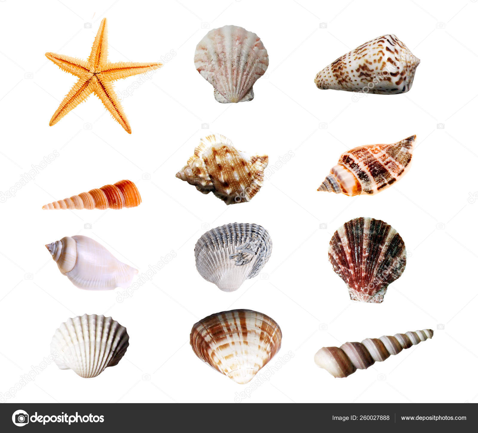 Beautiful Sea Shells