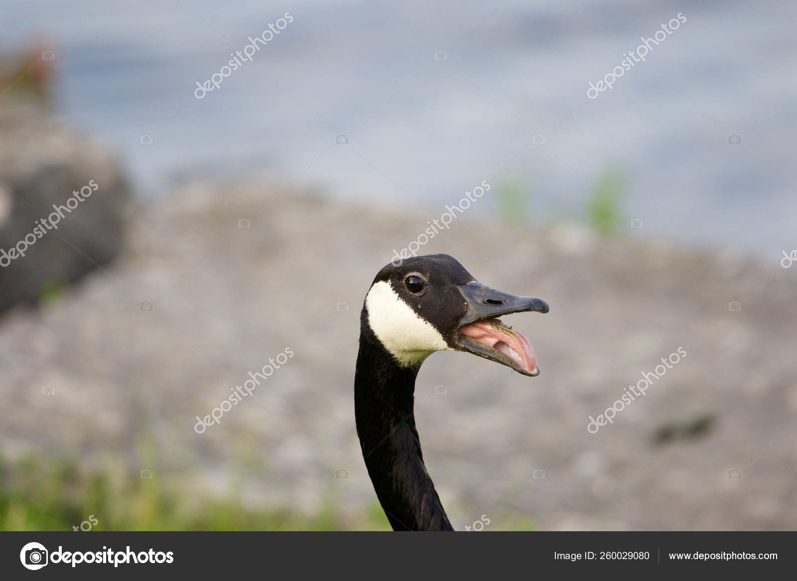 Canadian Geese Teeth