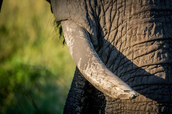 Penis elephant — Stock Photo © mariephotos #30574225