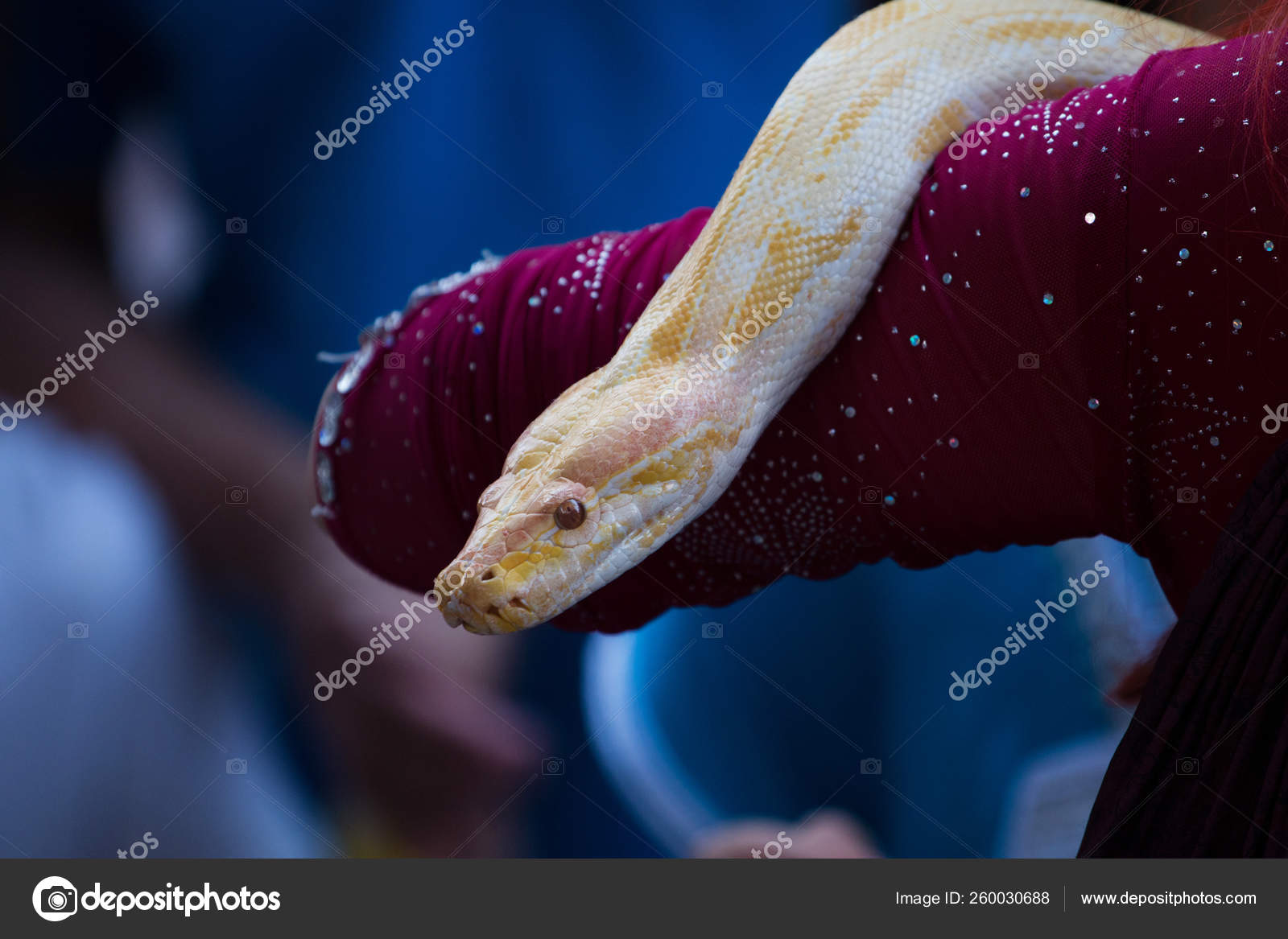 Belly Dancer Handling Albino Burmese Python Snake Stock Photo by ...