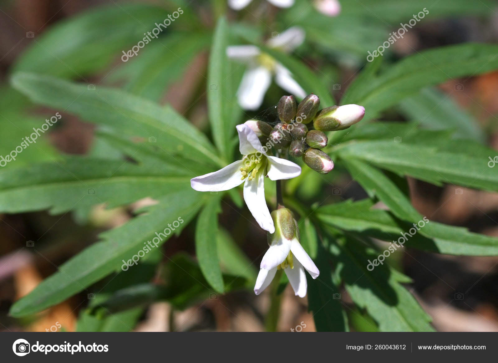 Cutleaf Toothwort Flower Dentaria Laciniata Mustard Family Early Spring ...