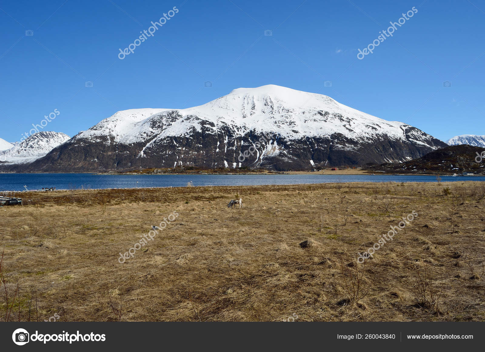 Beautiful Reindeer Grazing Spring Pasture Mighty Snowy Mountain Fjord ...