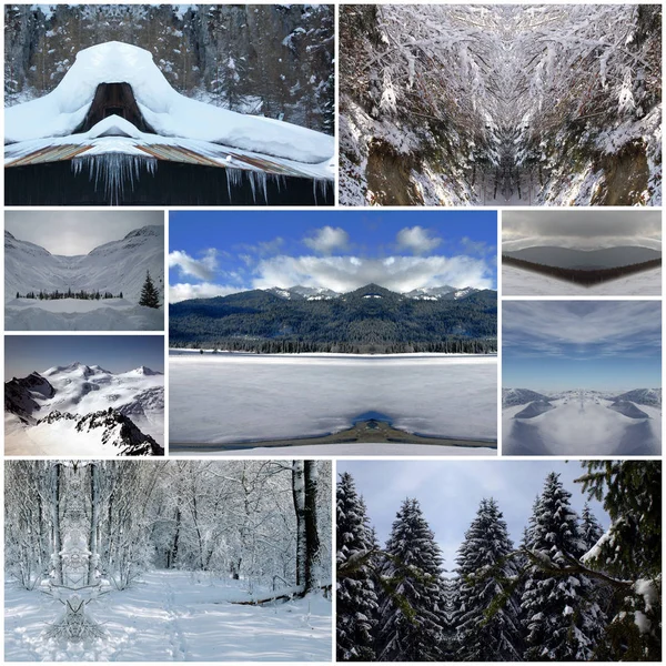 Collage of winter trees in smow Stock Photo by ©yellow2j 28606851